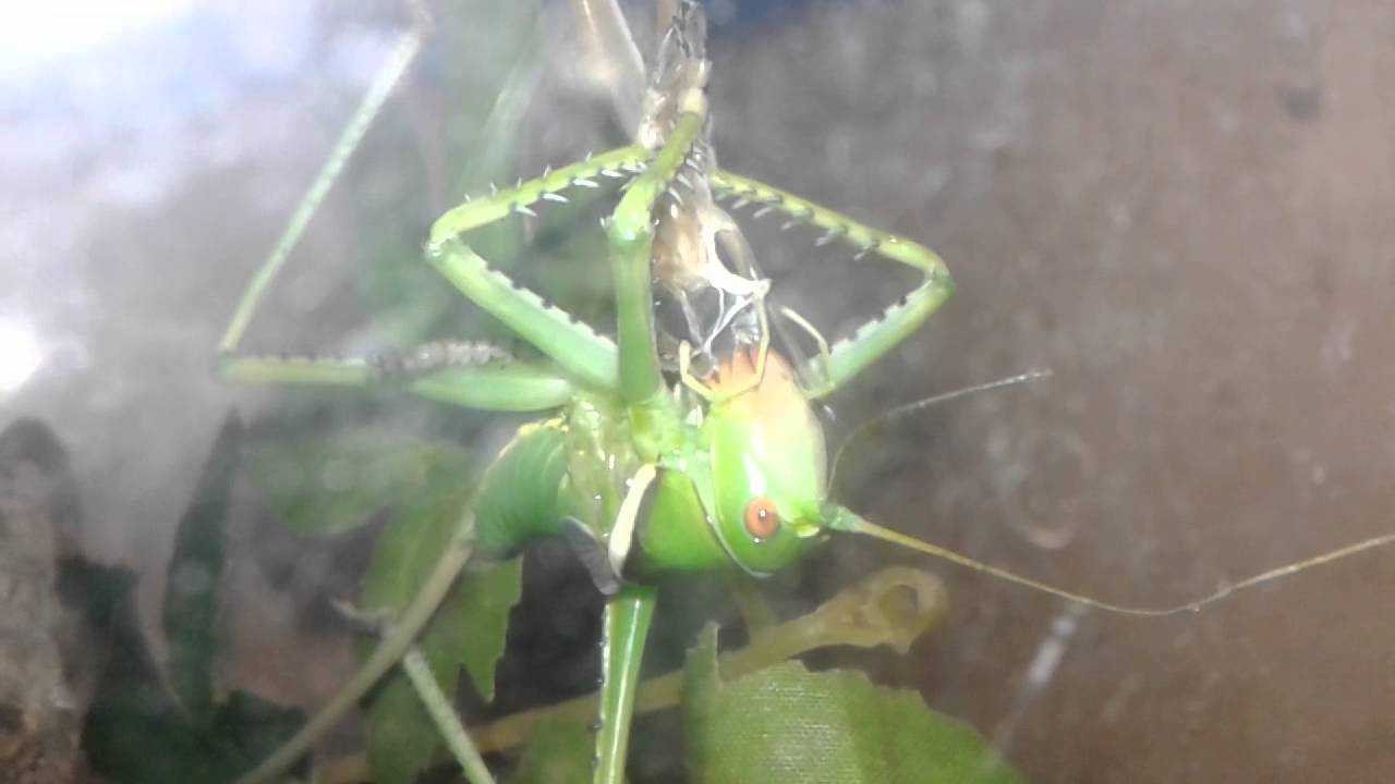 Red eyed katydid molt - YouTube