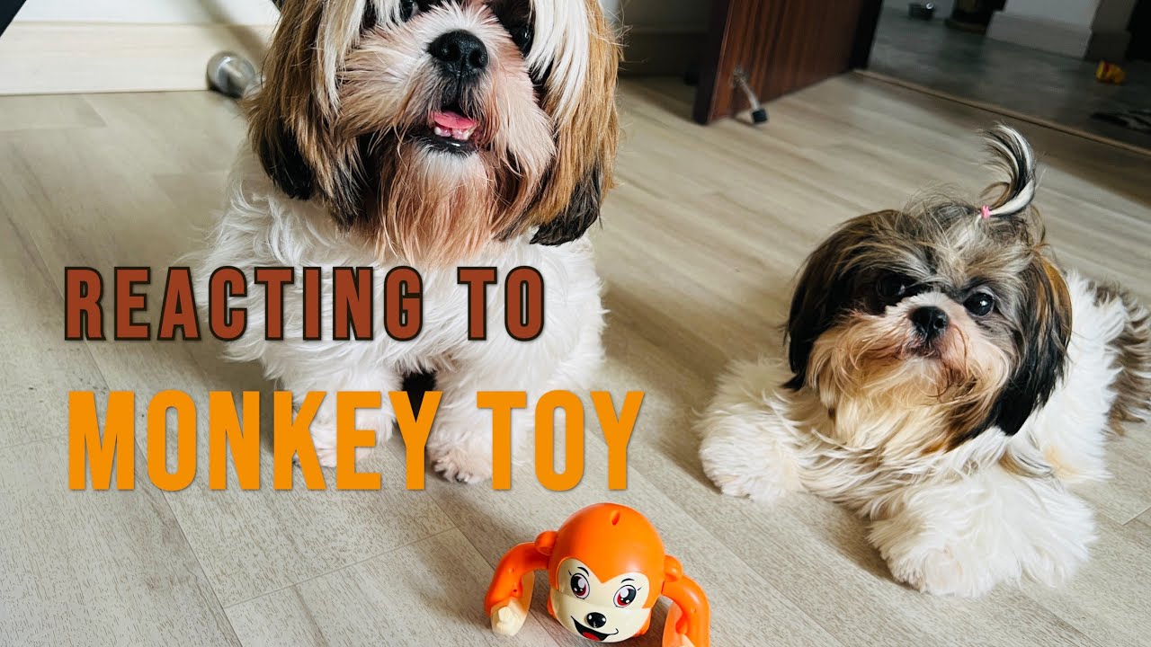 Shih Tzu And A Dog Toy | Funny Shih Tzu Playing | Ozzu The Shih Tzu ...