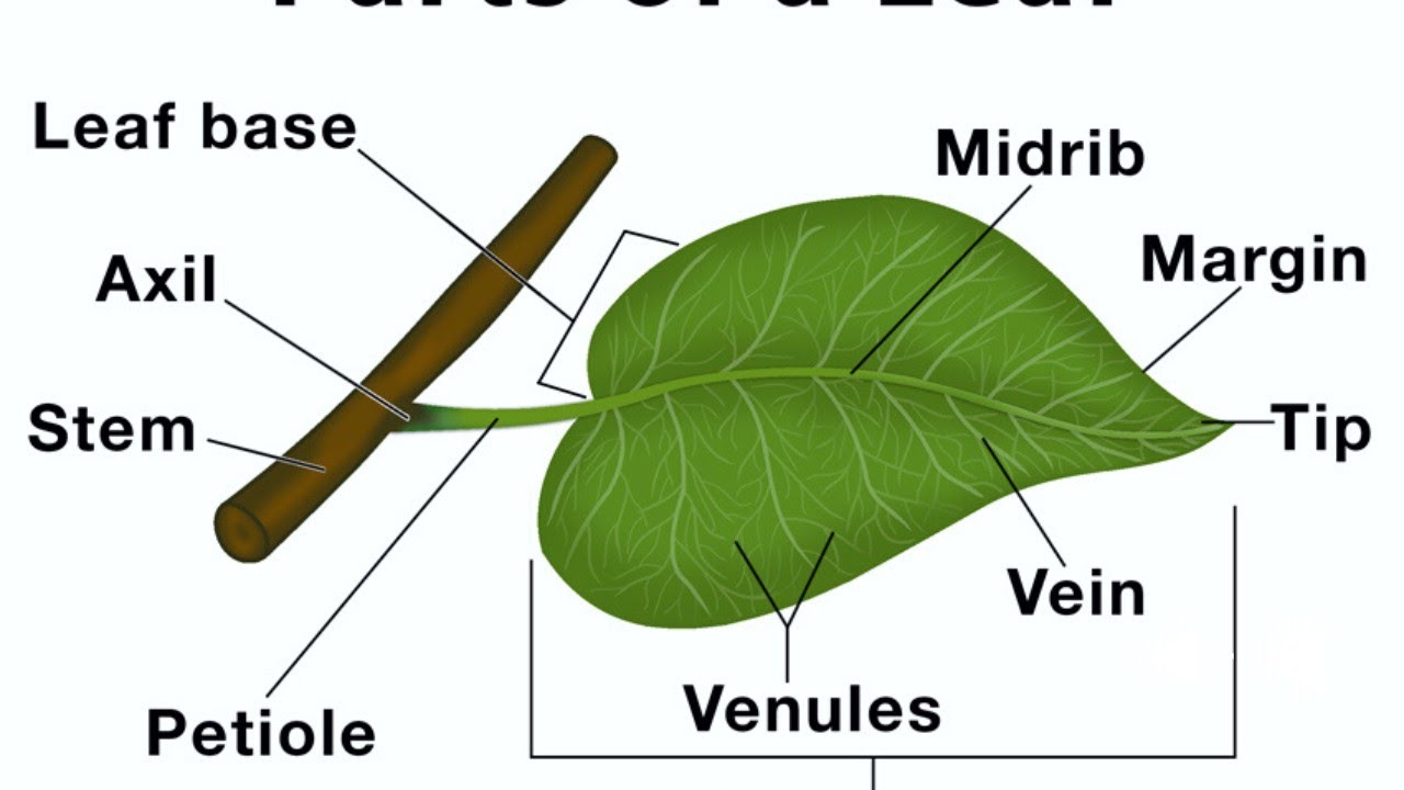 Parts Of A Leaf And Their Functions YouTube parts-of-a-leaf-and-their-functions-youtube