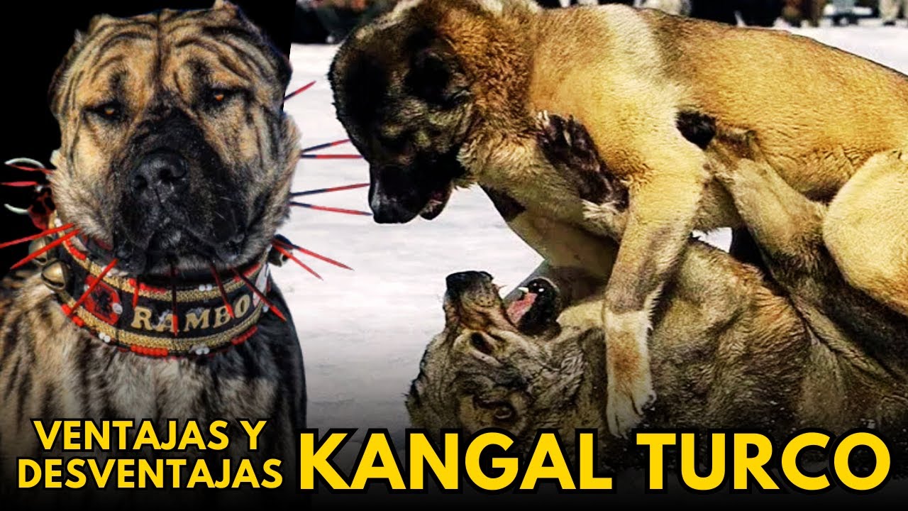 KANGAL TURCO: Lealtad sin Límites y Retos a Considerar - YouTube