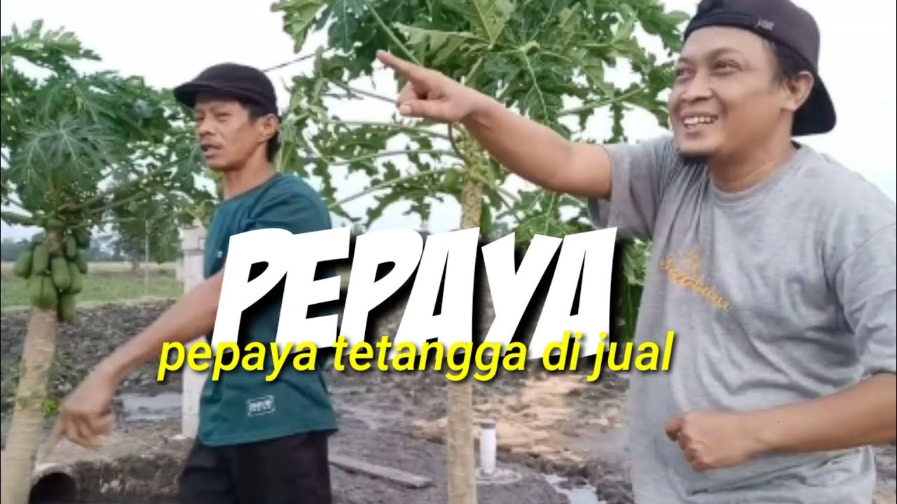 video lucu ngakak!! gara gara pepaya tetangga - YouTube