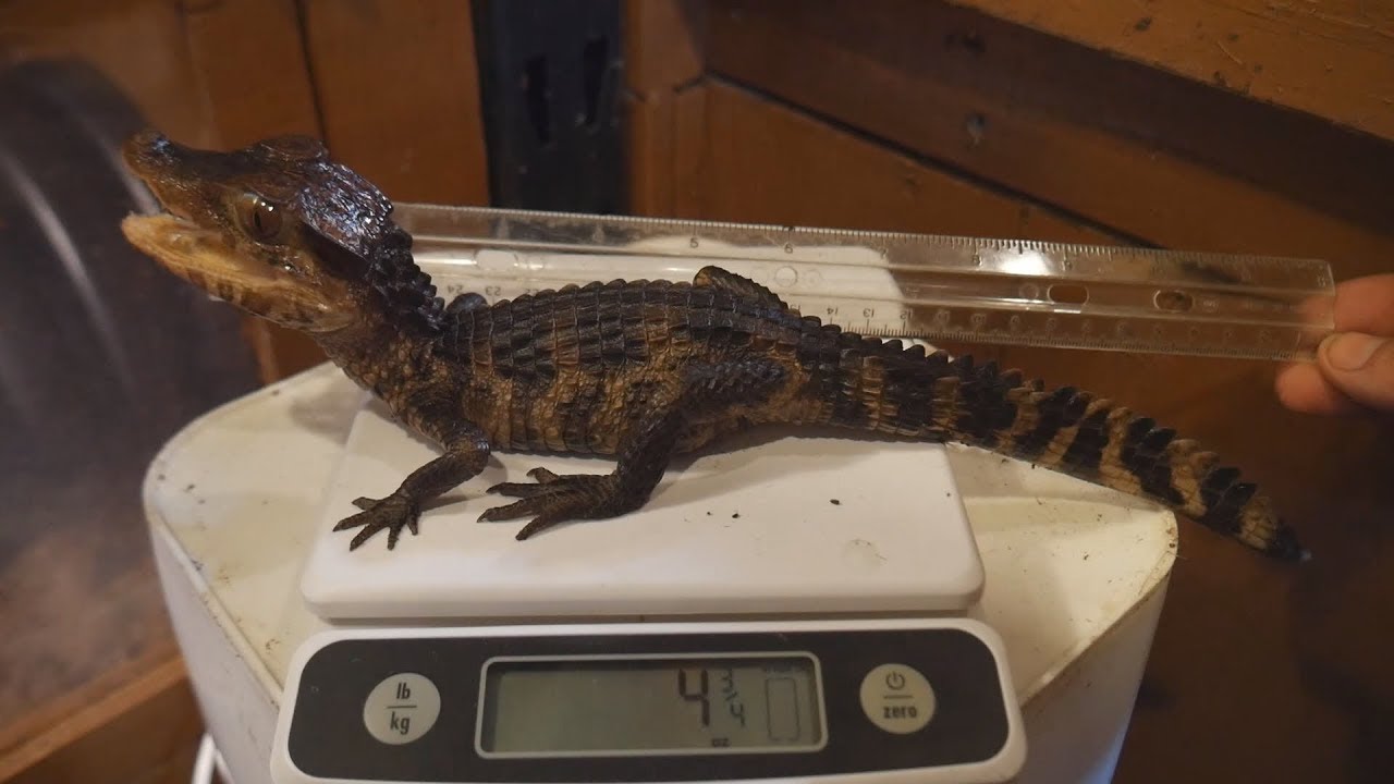 Cuvier's Dwarf Caiman Length and Weight 1/30/19 - YouTube