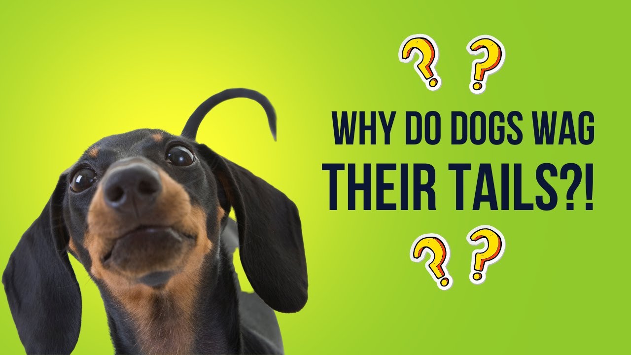 Why do dogs wag their TAILS ⁉️ - YouTube