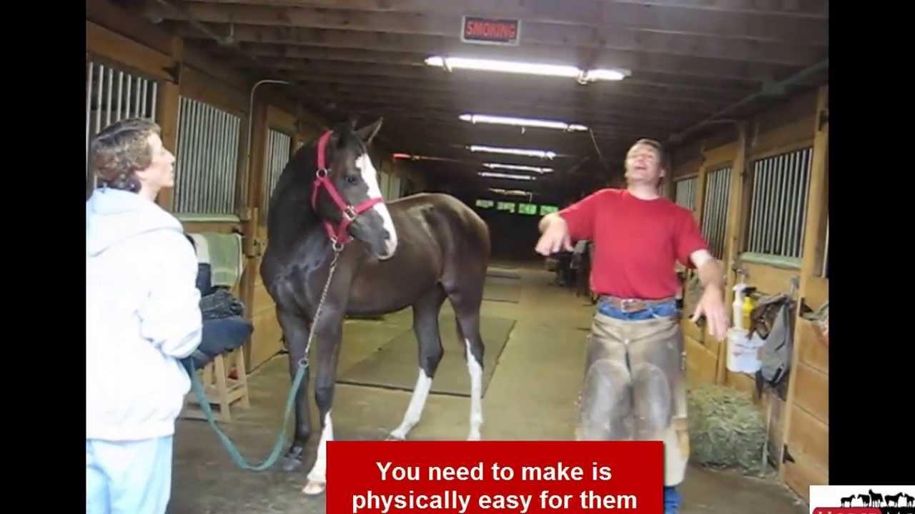 How to walk a horse safely - YouTube