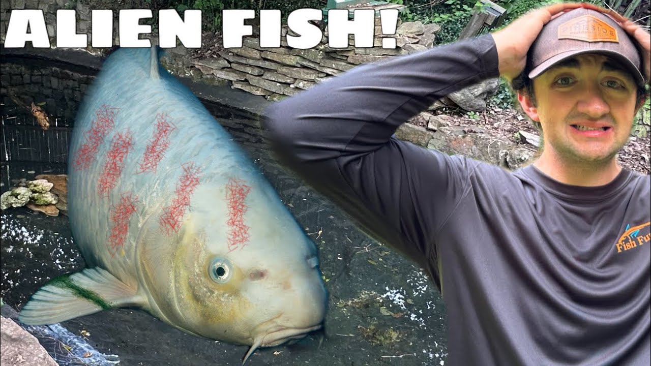 I Found Mystery Alien Fish For Abandoned Pond! - YouTube