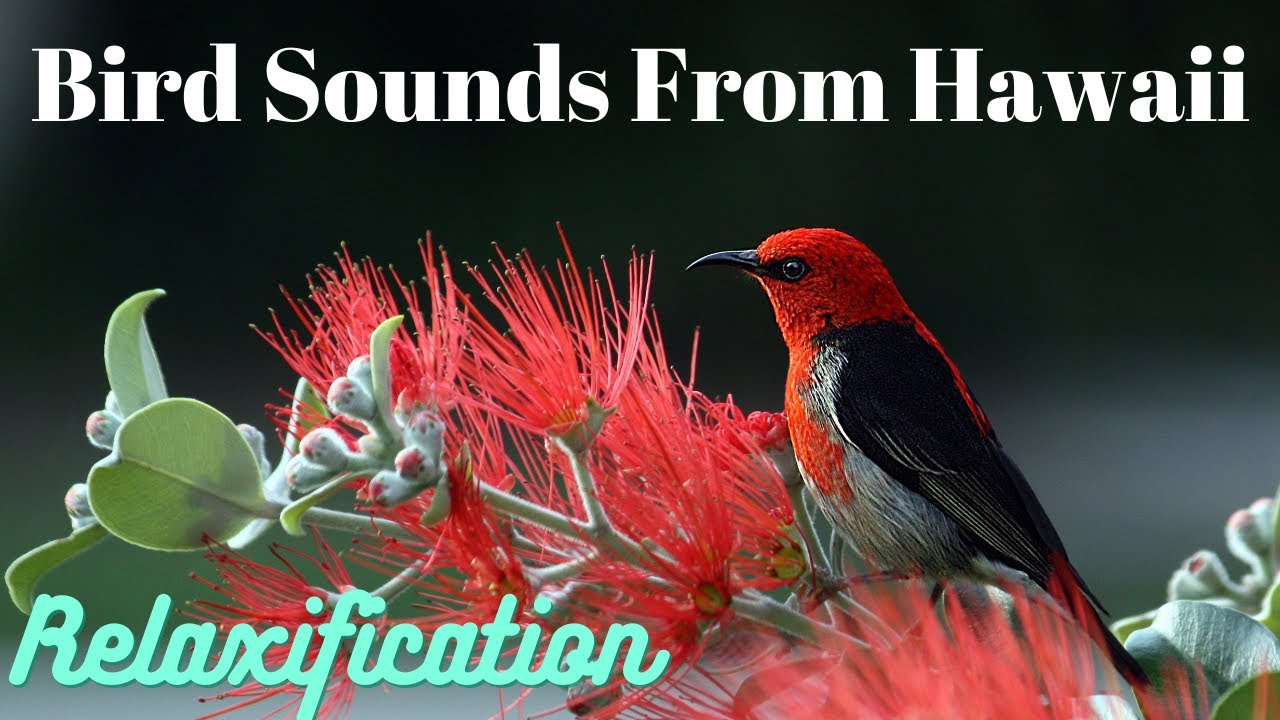 Hawaii Bird Sounds - Relaxing & Peaceful - YouTube