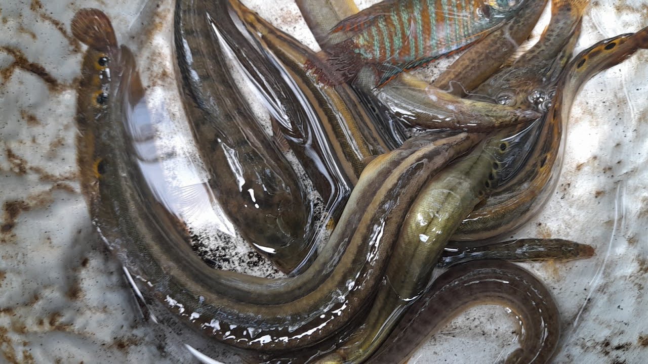 Taki Fish and Tara Baing Fish are shown on a plate - YouTube