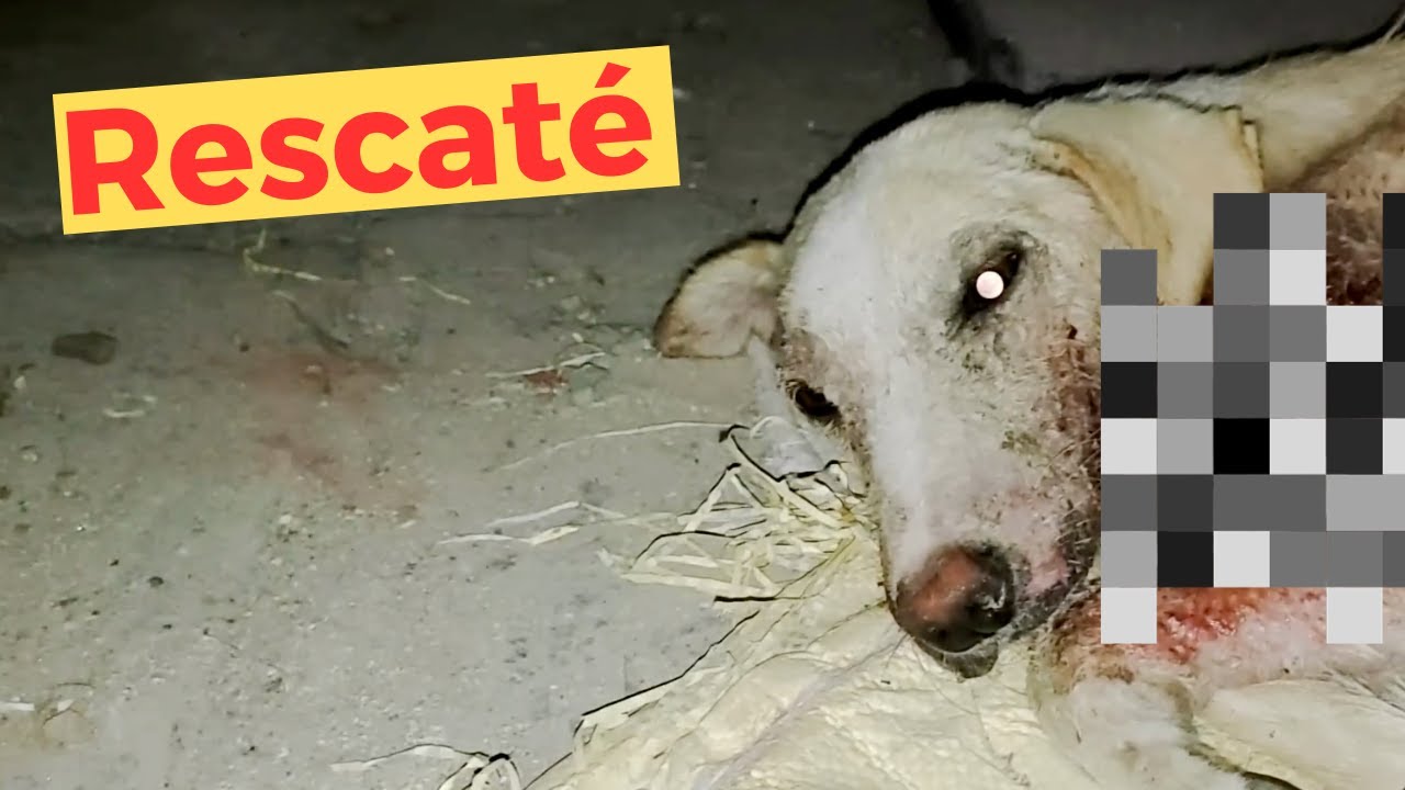 PERRO CALLEJERO en APUROS: "Asombroso RESCATE, De las Calles a un Hogar ...