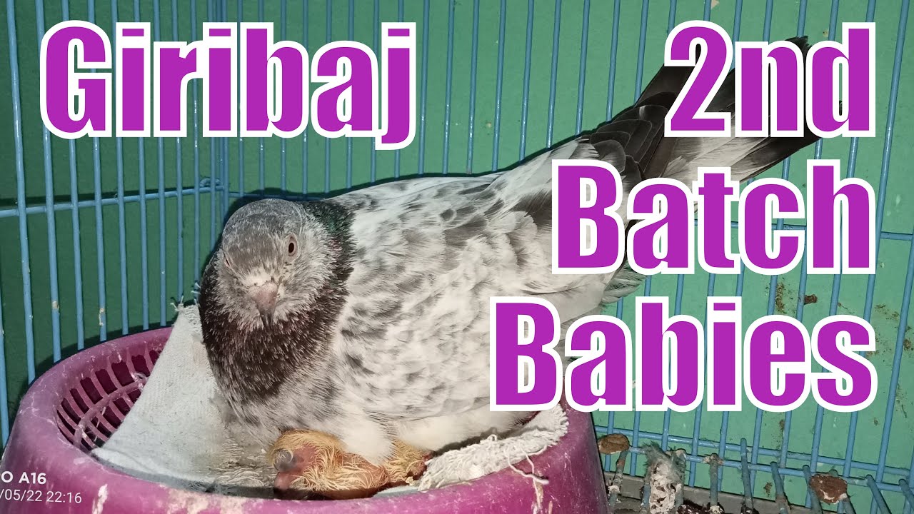 গিরিবাজের ২য় ব্যাচের বাচ্চা | Giribaj 2nd Batch Baby - YouTube