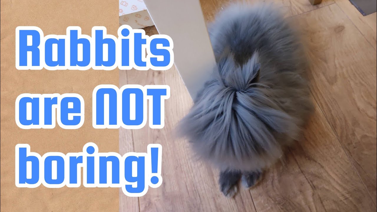 Rabbits boring? See this crazy Lionhead rabbit: Bunny Blue #crazy #pets ...