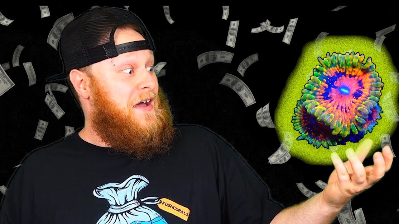 KUSHCORALS MOST EXPENSIVE ZOAS & PALYS - YouTube