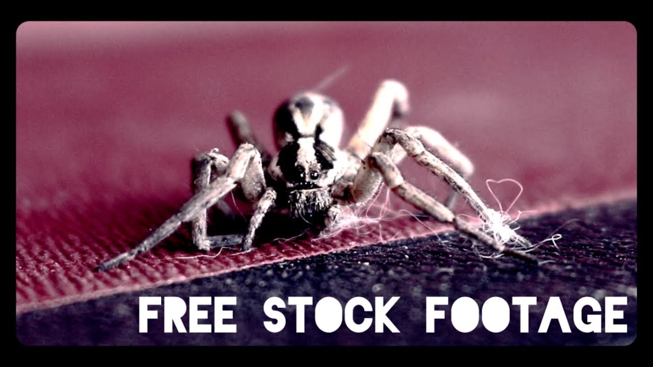 'CREEPY SPIDER' Free Stock Footage - YouTube
