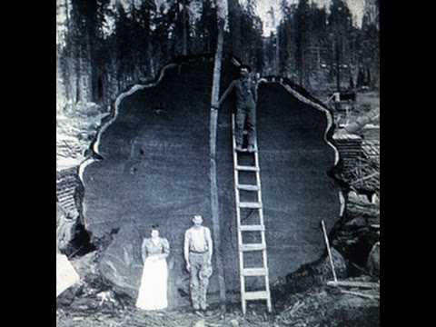 Giant Old Growth Tree's Of Our Past - YouTube