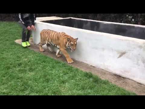 Kaplanı korkutan adam.