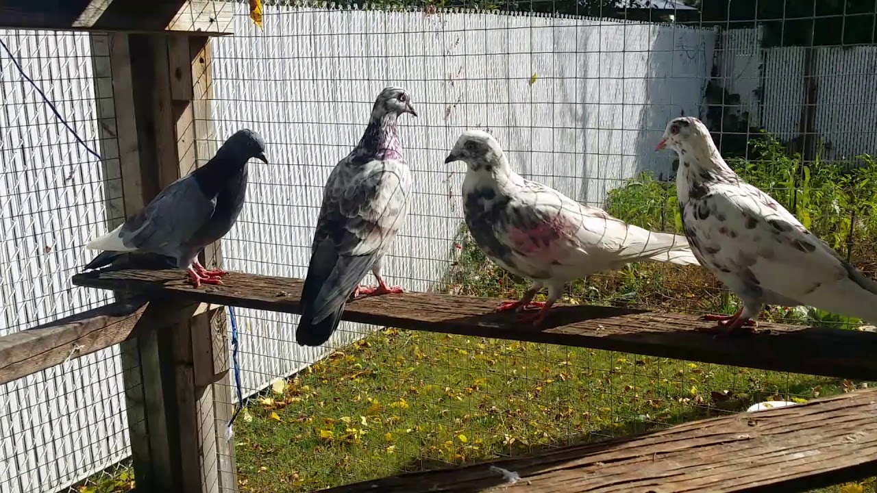 Canadian tippler 2017canada - YouTube