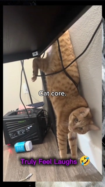 Cat Core PT 2 🐈‍⬛🐈😻 #thepetfiles #trulyfeellaughs - YouTube