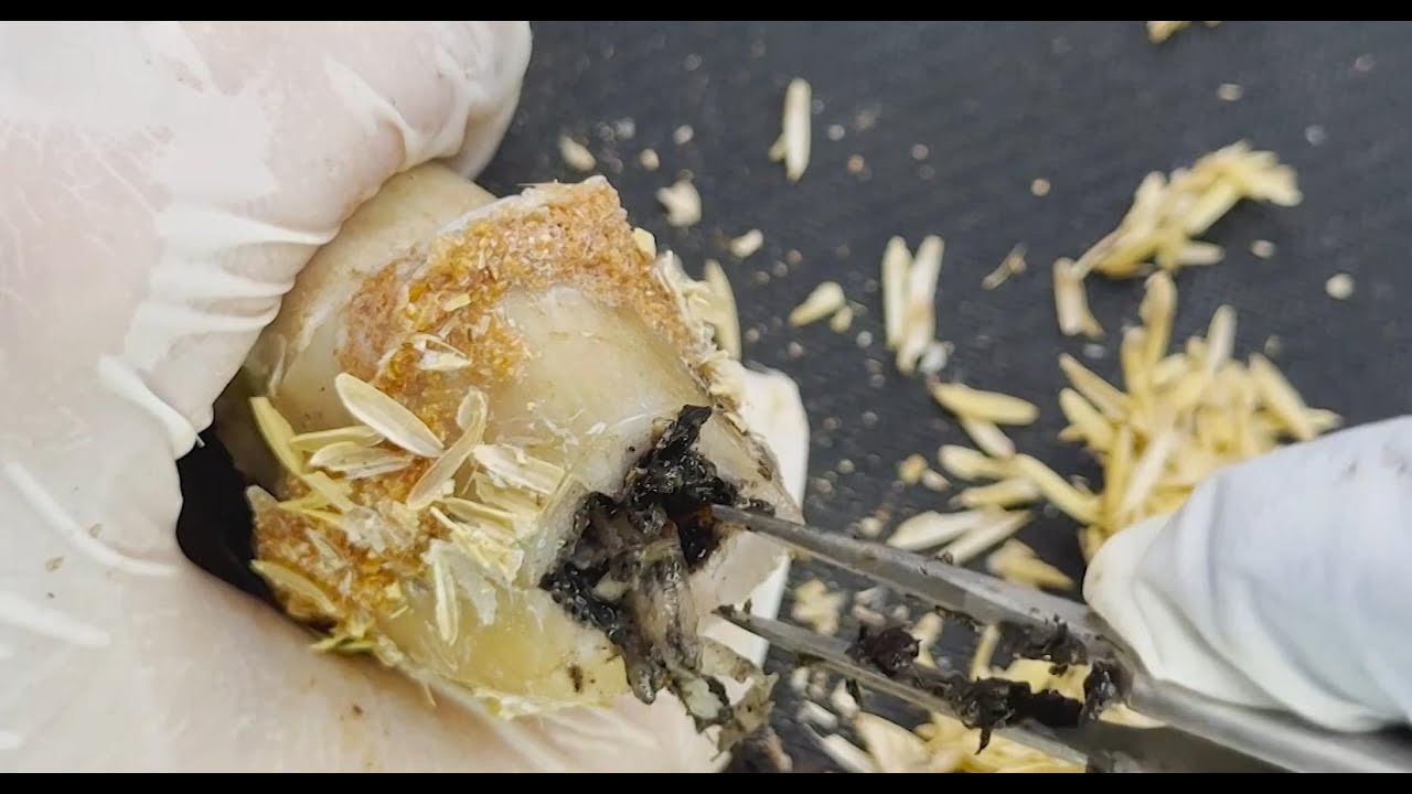 𝐂𝐔𝐓 𝐈𝐧𝐠𝐫𝐨𝐰𝐧 𝐓𝐨𝐞𝐧𝐚𝐢𝐥𝐬, 𝐓𝐨𝐞𝐧𝐚𝐢𝐥𝐬 𝐰𝐢𝐭𝐡 𝐌𝐚𝐠𝐠𝐨𝐭𝐬, 𝐅𝐮𝐧𝐠𝐚𝐥 𝐓𝐨𝐞𝐧𝐚𝐢𝐥𝐬 ...