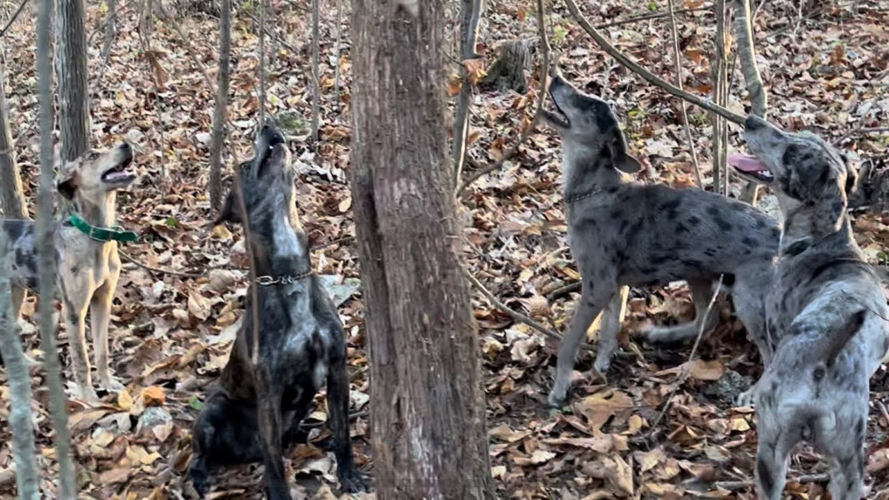 Chasing a Squirrel with the Kids - YouTube