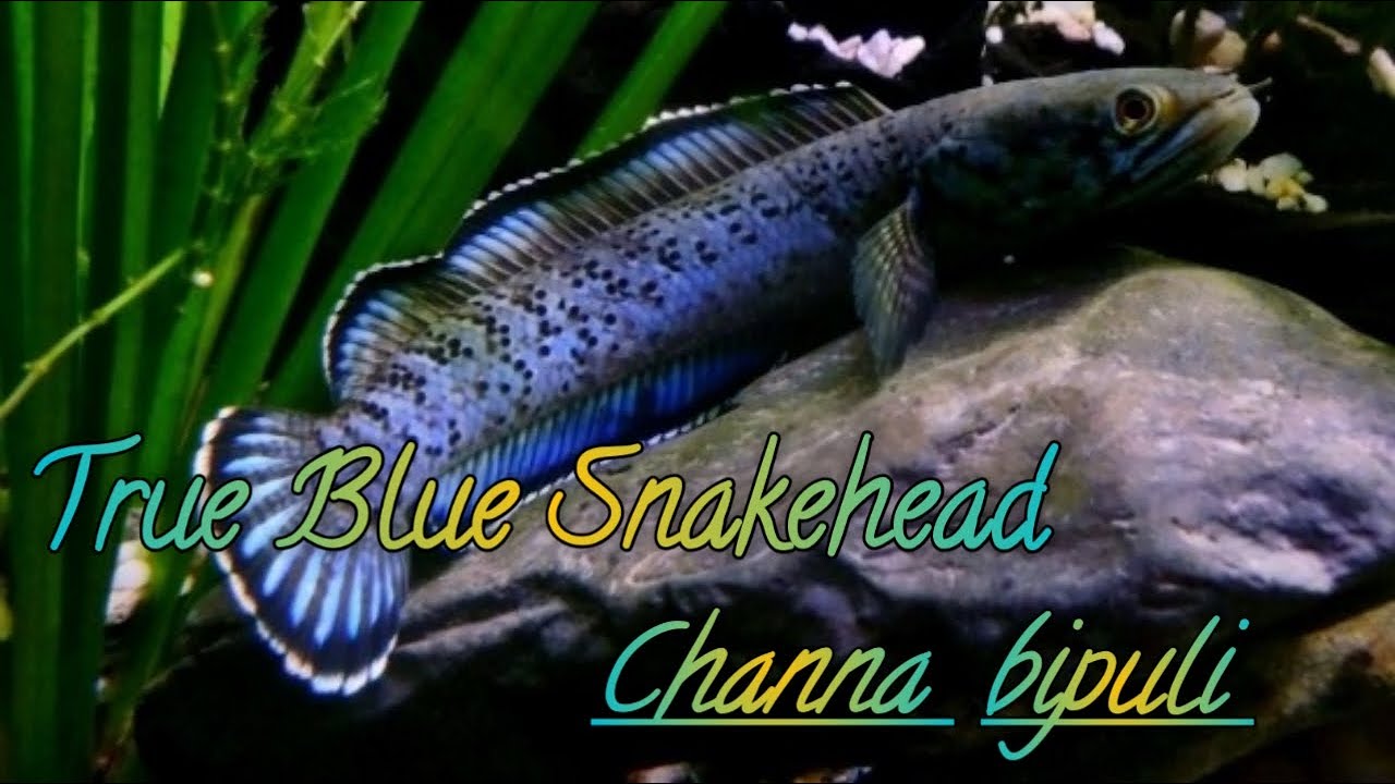 True Blue Snakehead (Channa bipuli) - YouTube