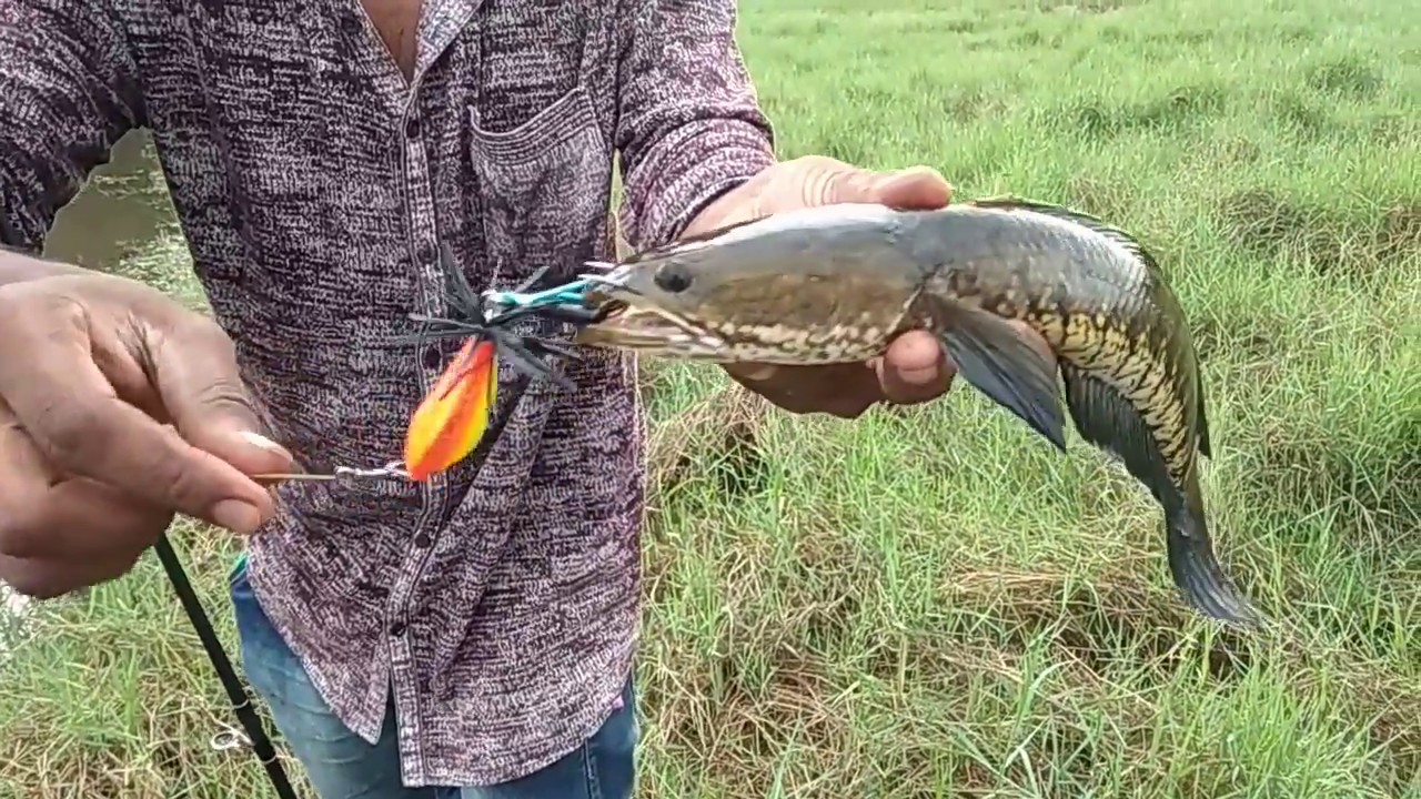 Snakehead Fishing - YouTube