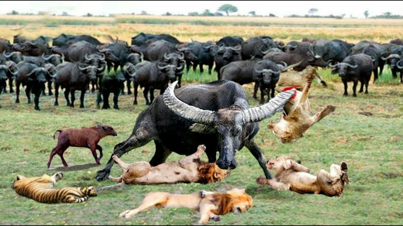 Painful Predators Trying To Escape From Mad Buffalo's Sharp Horns ll ...