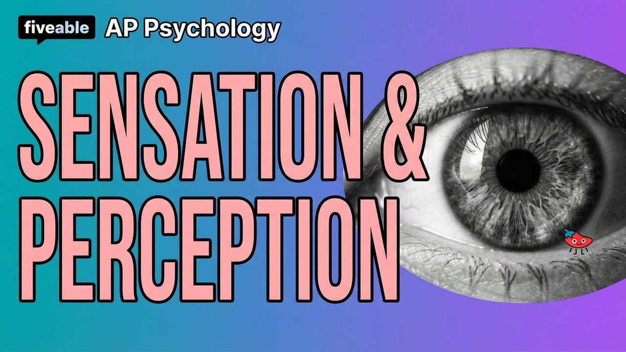 AP Psychology - Sensation & Perception | Fiveable Cram Archive