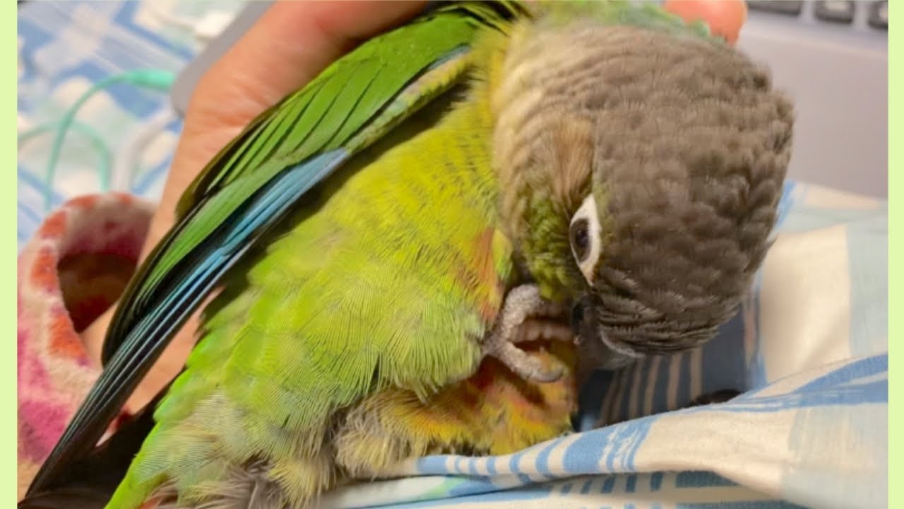A conure preening while lying down - YouTube