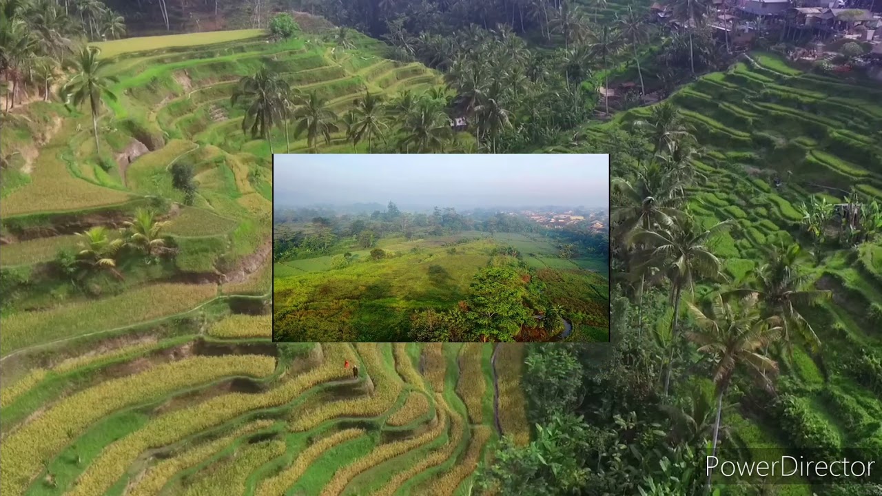 Peddy cultivation how much climb it's gone it shows - YouTube