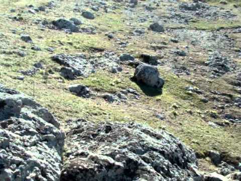 ALAR KENDININ GIZ  GALASI, HAZIRLAYANI KAMAL  ALARLI