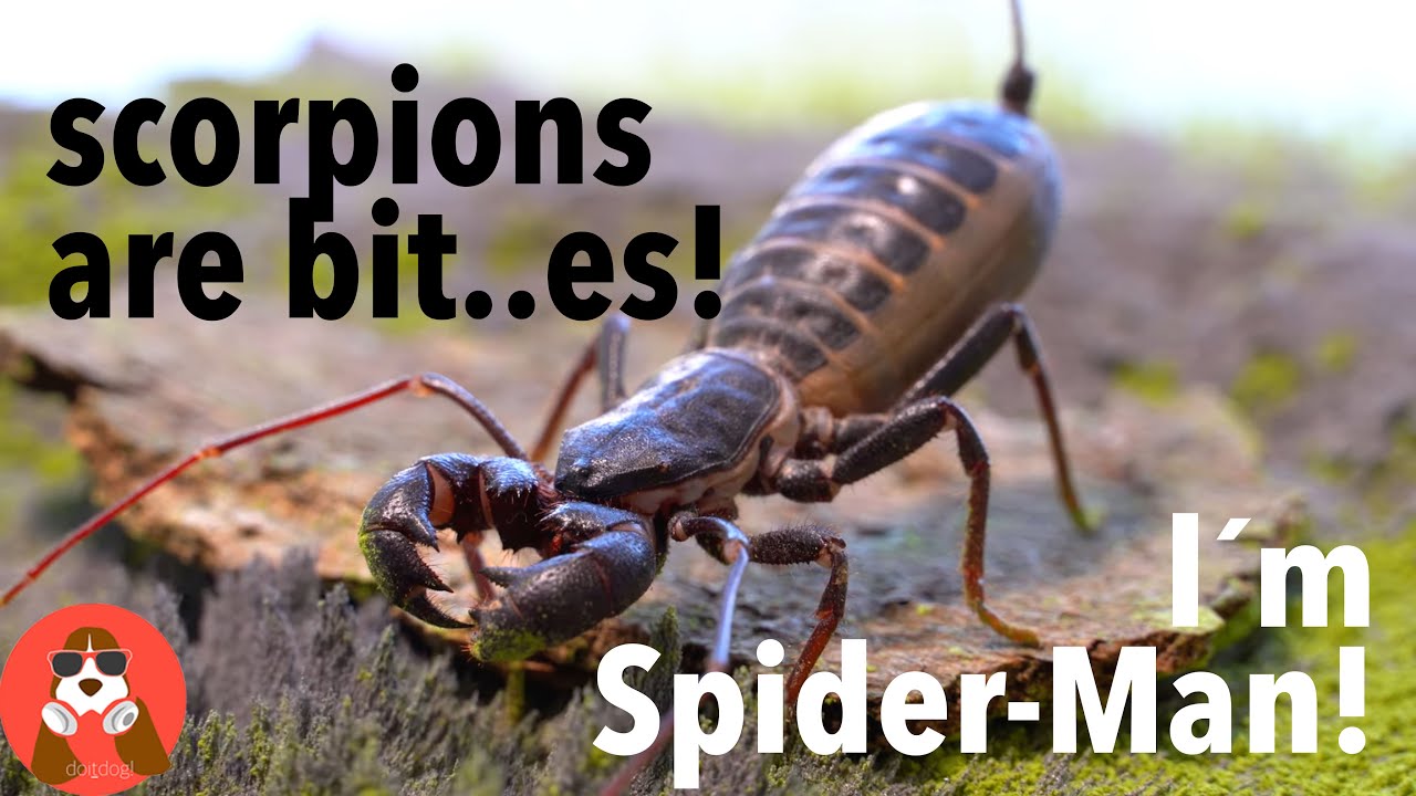 Giant Spider Looks like Scorpion | 4K - YouTube