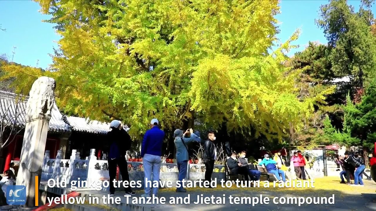 Golden ginkgo trees in suburban Beijing - YouTube