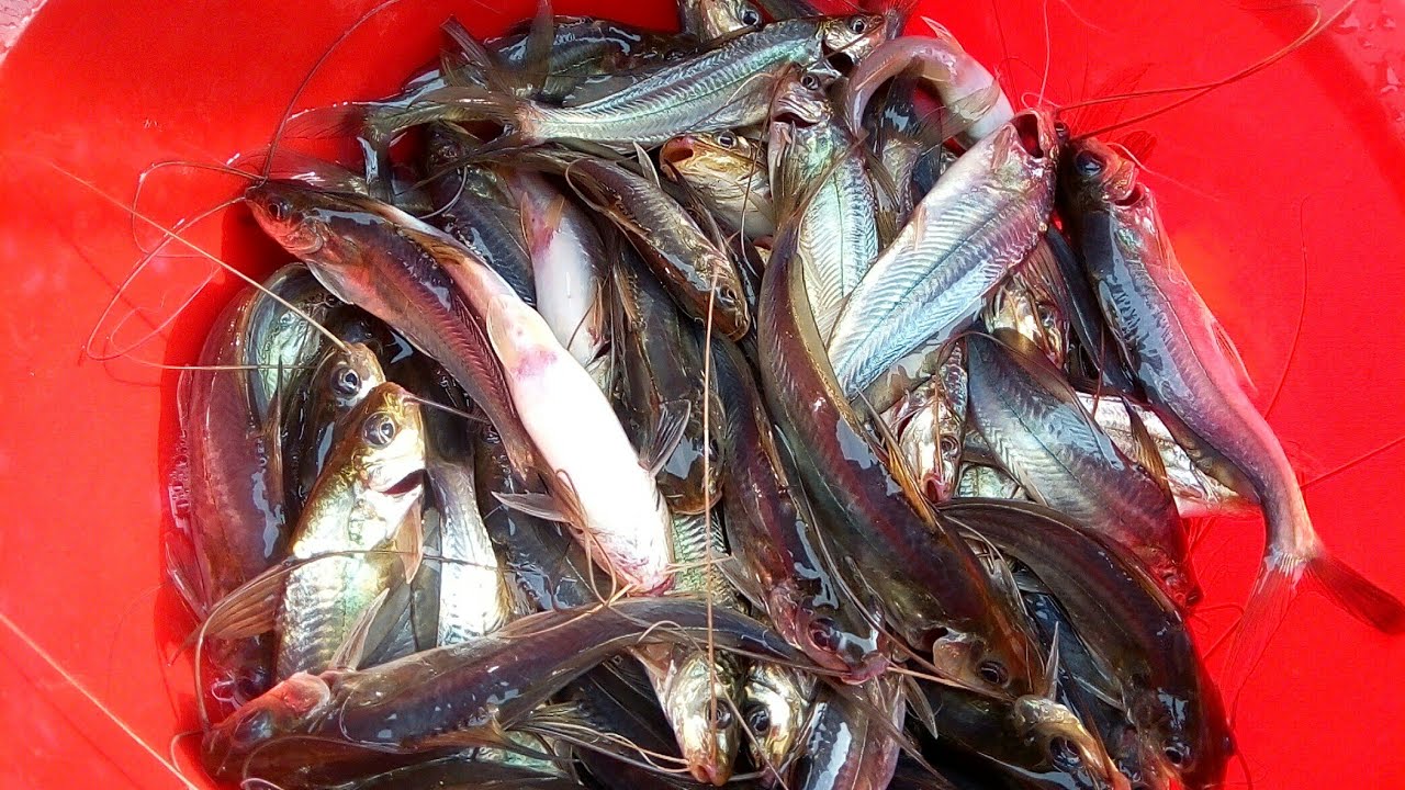 গুলশা মাছ ||gulsha fish seeds.গুলশা মাছের পোনা।||mobile :- 01827-558050 ...