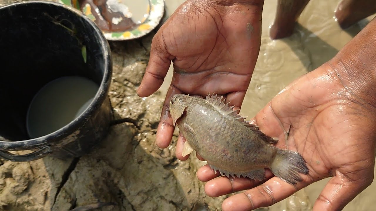 দেশি কই মাছ ধরার কৌশল| | Amazing Hand Fishing | Koi Fish Catching 2024 ...