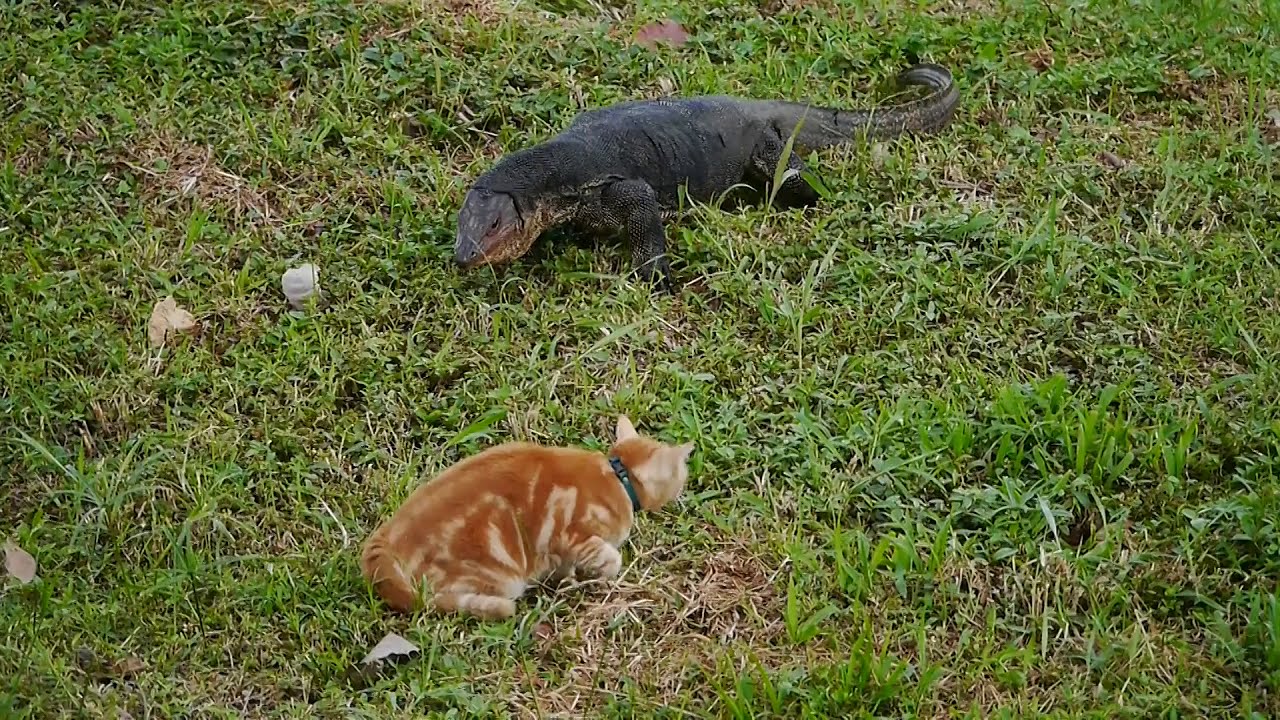 Curious Cat & a 巨蜥 Water Monitor Lizard Encounter _ 20jan2021 Singapore ...