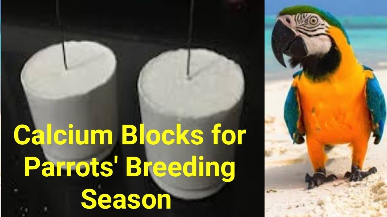How to Make Calcium Blocks for Parrots - YouTube