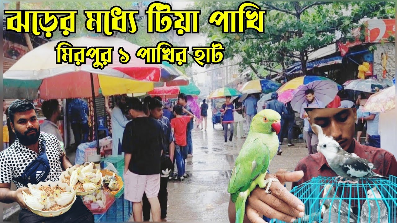 বৈশাখী ঝড়ে মিরপুর ১ পাখির হাট || Bird market in Bangladesh || Mirpur 1 ...