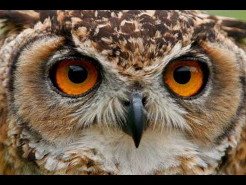 Fliptrix - Reflections Feat. The Four Owls (Prod. Molotov) - YouTube