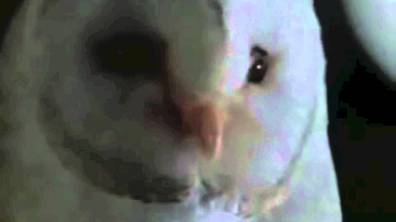 Fliptrix - Reflections Feat. The Four Owls (Prod. Molotov) - YouTube