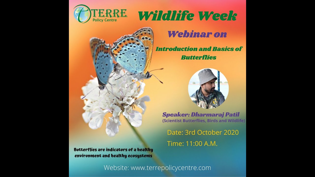Introduction and Basics of Butterflies - YouTube