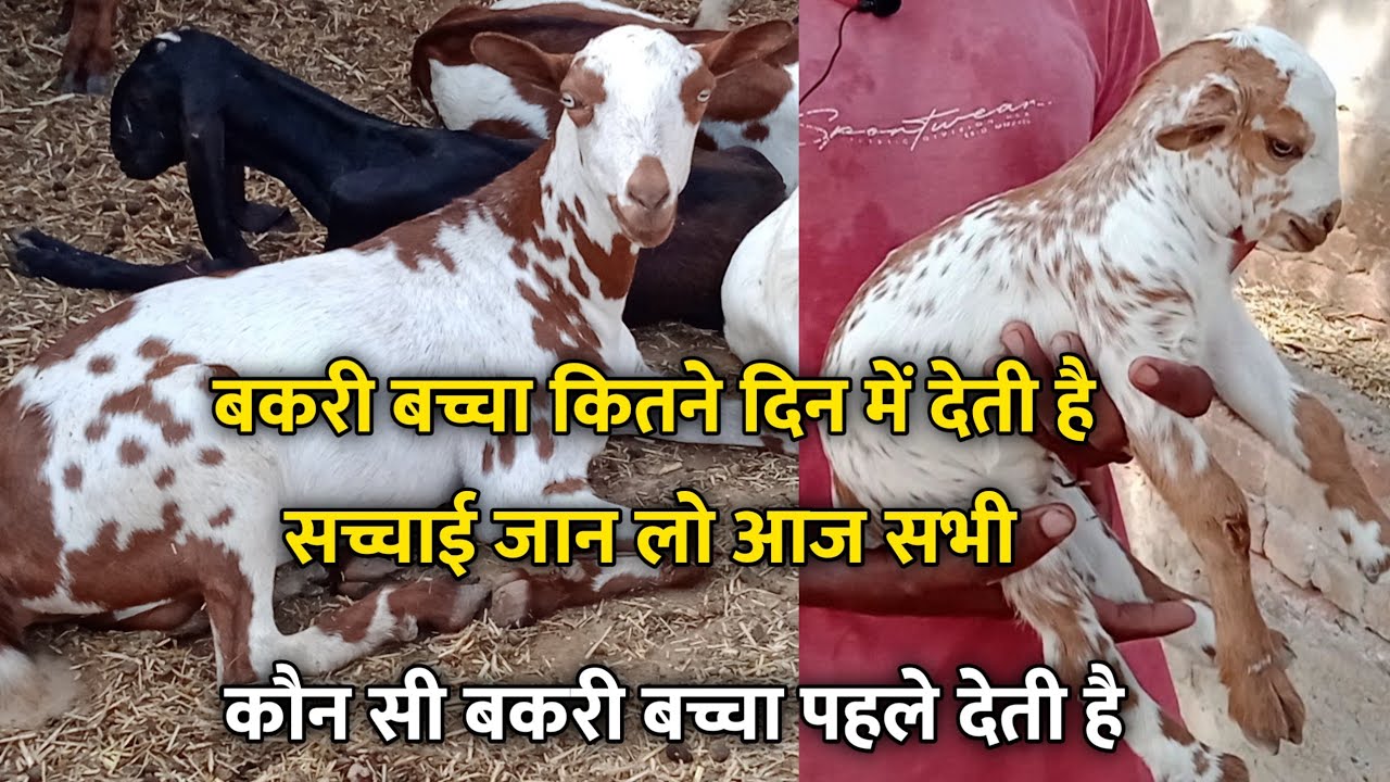 बकरी बच्चा कितने दिन में देती है? bakri bacha kitne din me deti hai ...
