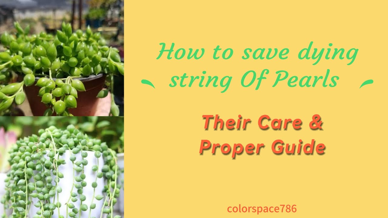 How to save dying strings | Why strings Succulent die - YouTube