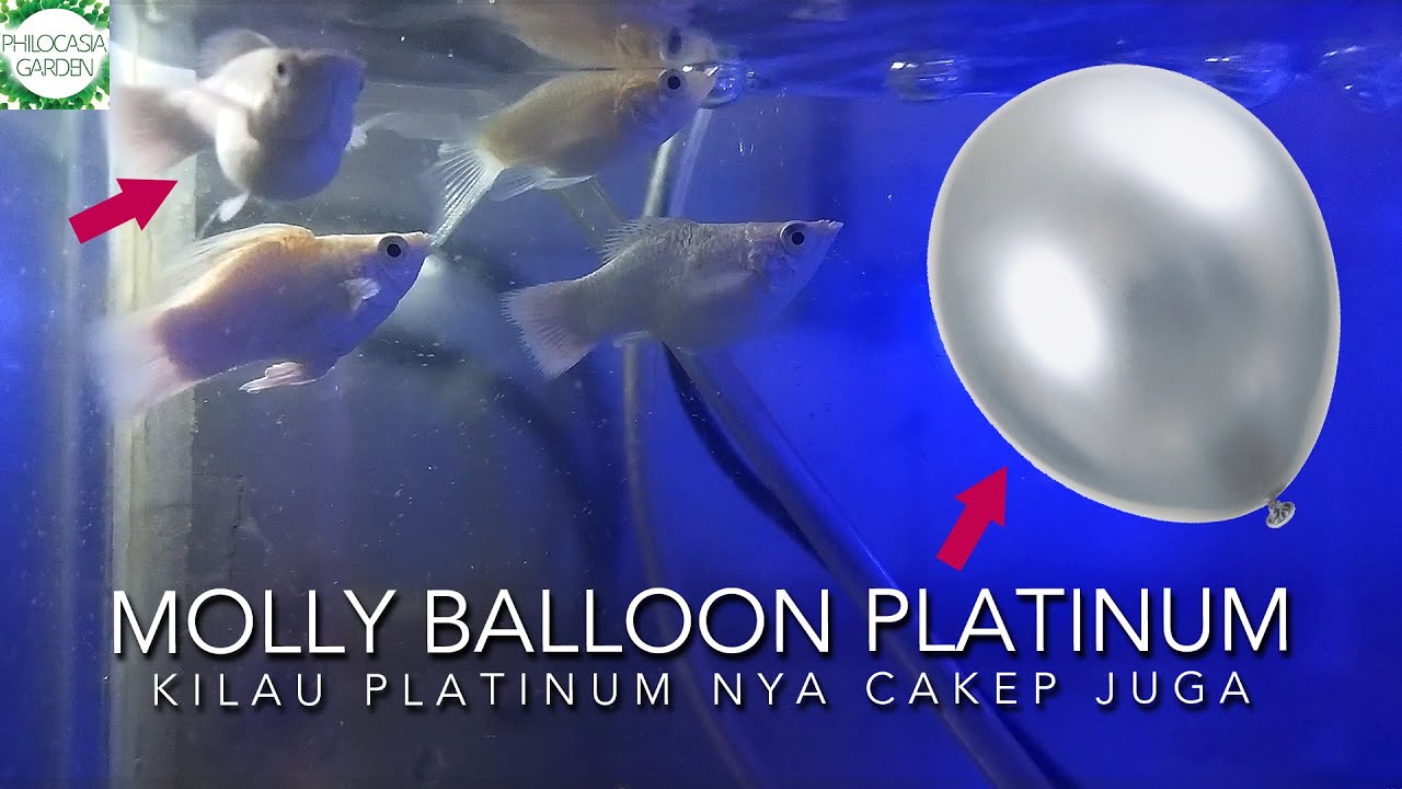 Ikan Molly Balloon Platinum, kilau platinum nya cakep! - YouTube