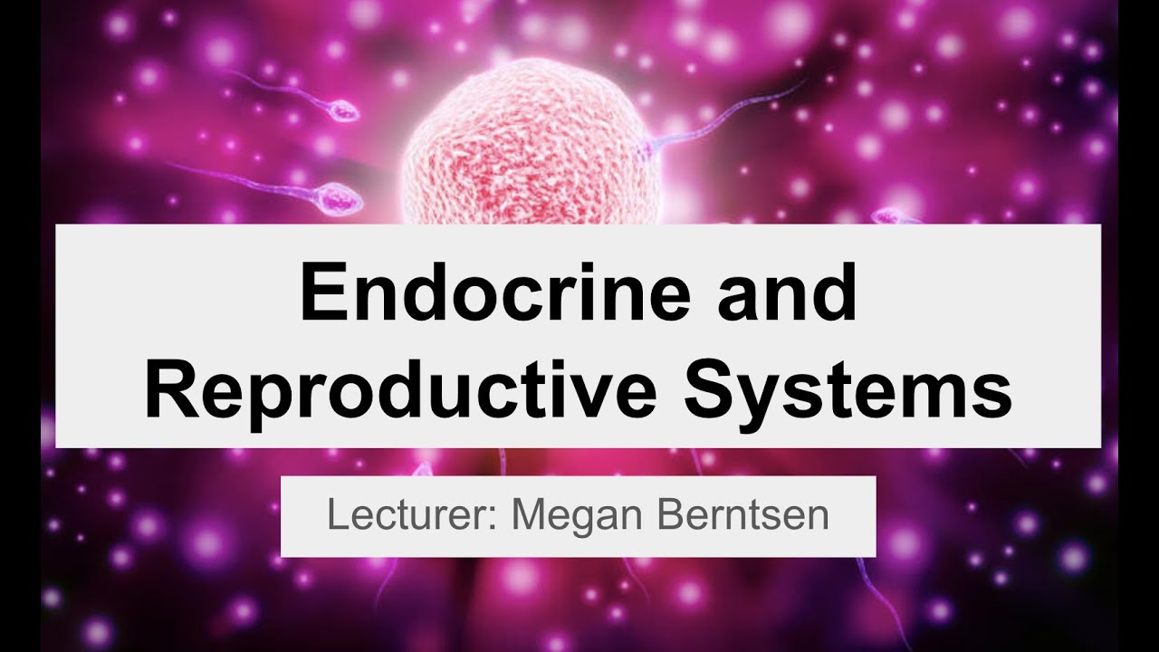 MCAT Question Based Review Week 12: Endocrine and Reproductive Systems ...