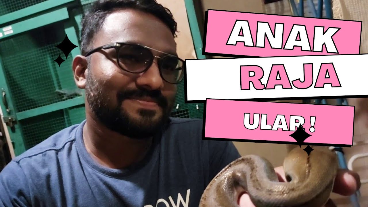 RAJA ULAR MALAYSIA? JUMPA PEWARIS RAJA DI BATU CAVES ! - YouTube
