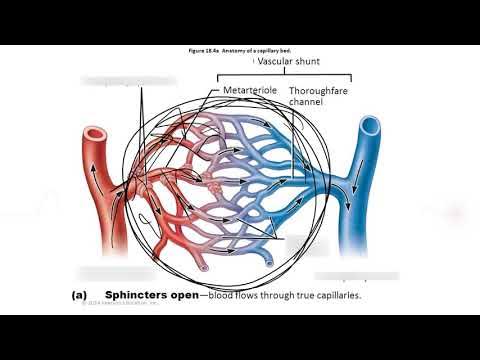 Blood Flow Part 1 - Basic Blood Vessel (layer) Anatomy. Comparing ...