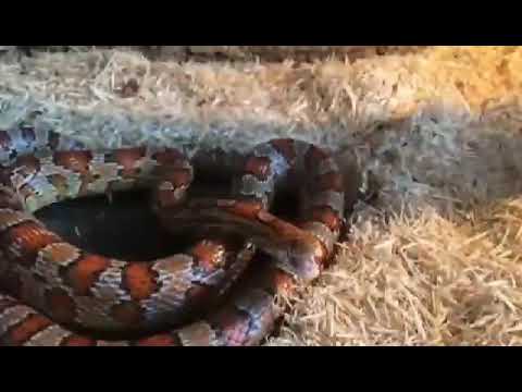 Snake go scream - YouTube