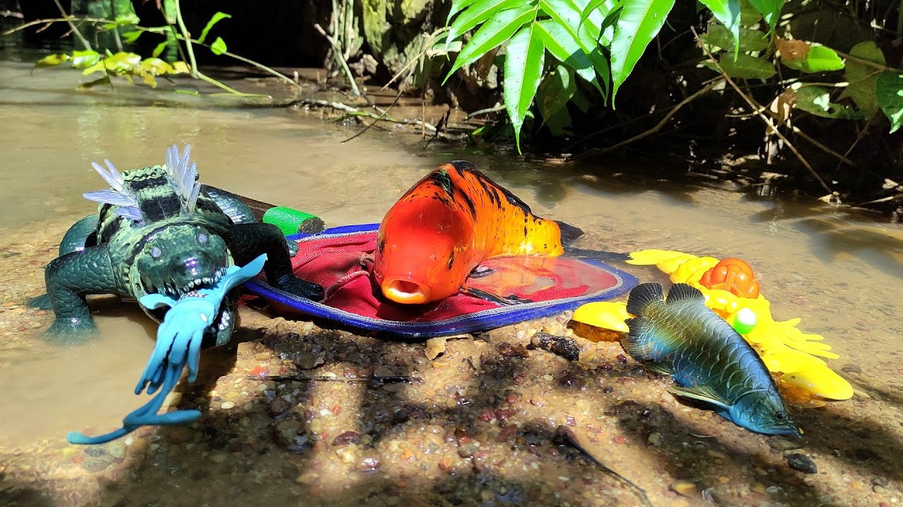 Wild Koi Fish In The River, Crab, Whales, Shark, Crocodile, Lobster ...