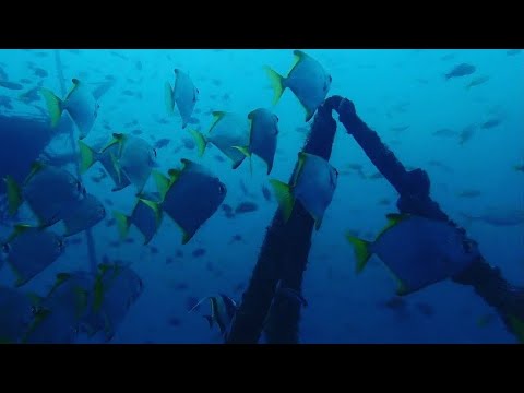 SCUBA DIVING | TEMPLE REEF | PONDICHERRY 🐠🐟 - YouTube