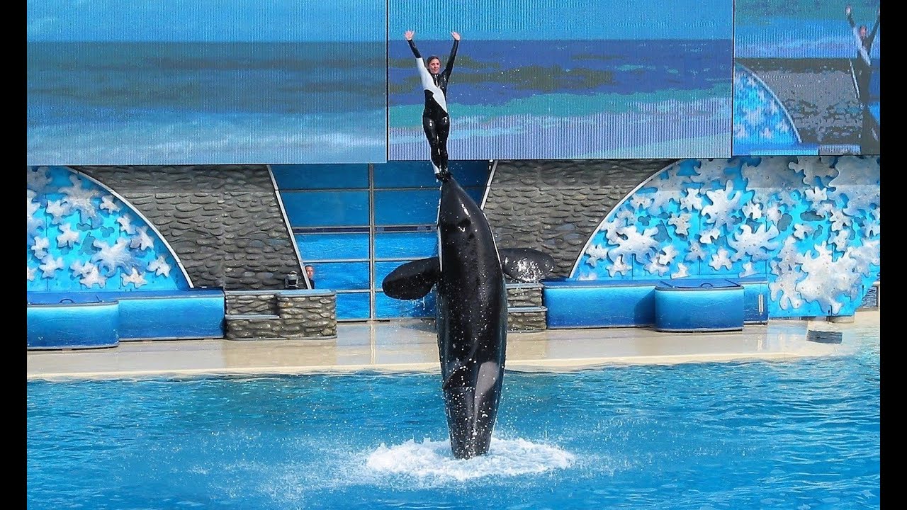 Shamu "Believe" Show - SeaWorld - YouTube