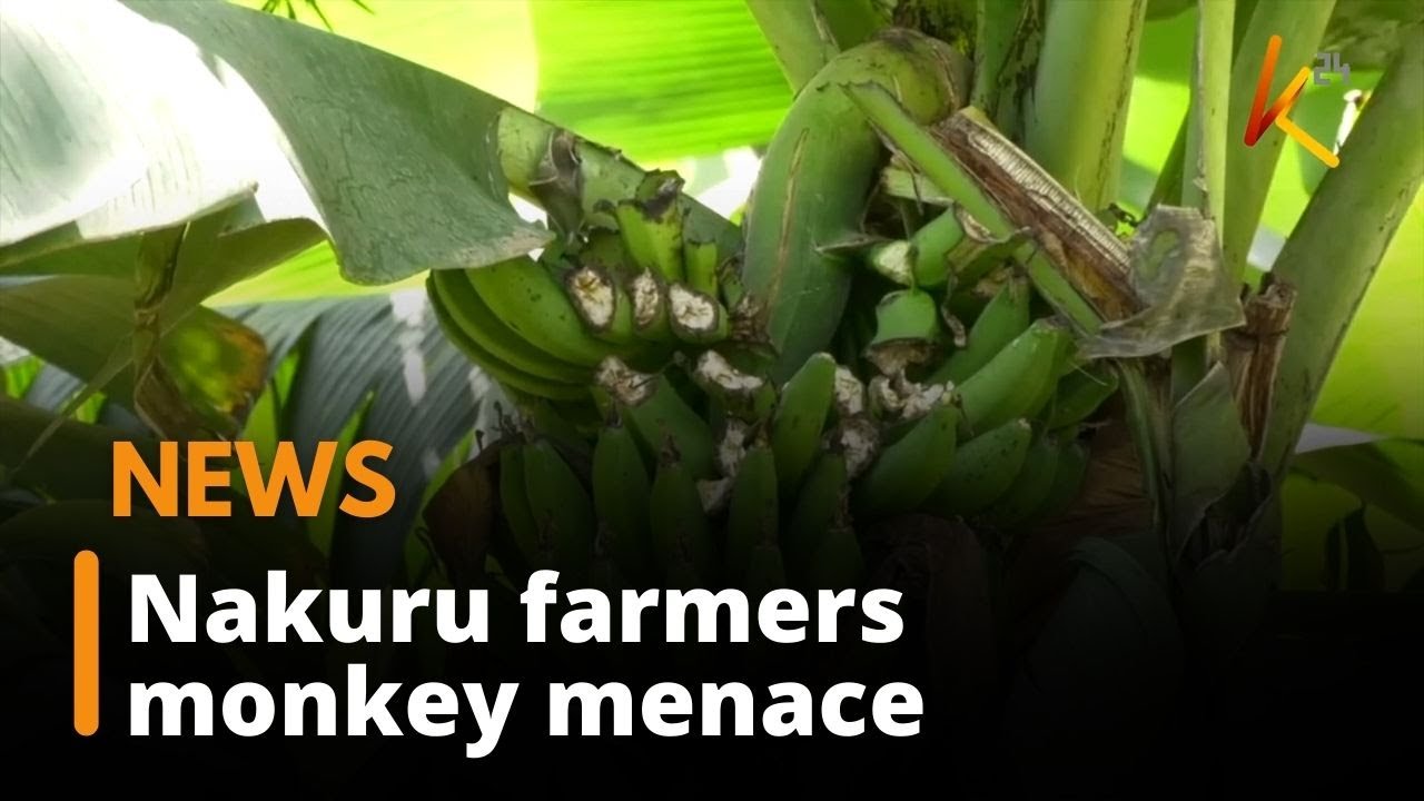 Maize farmers are counting losses following the invasion of hoards of ...
